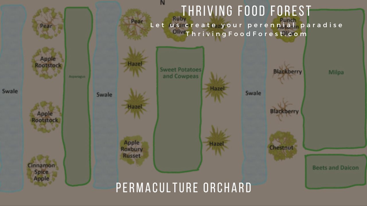 Creating a Permaculture Orchard from Design to Delivery - Thriving Food ...