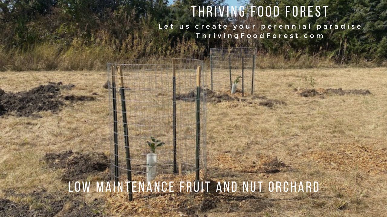 Creating a Low Maintenance Fruit and Nut Food Forest – Thriving Food Forest
